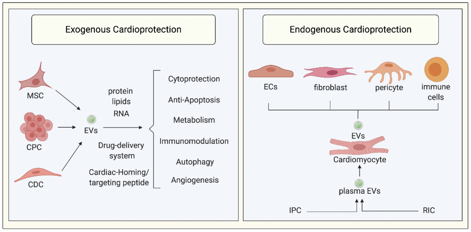 Extracellular vesicles - mediating and delivering cardioprotection in acute myocardial ...